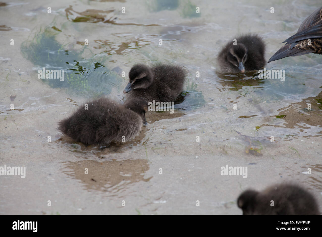 Four eider duck chicks on Seahouses beach Northumberland England Great ...