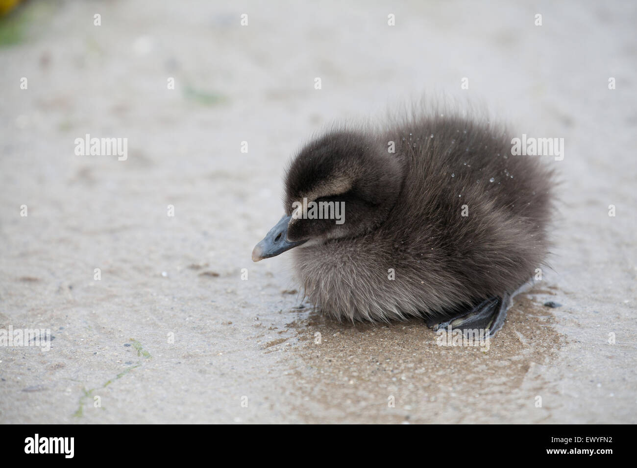 Eider duck chick on Seahouses beach Northumberland England Great ...