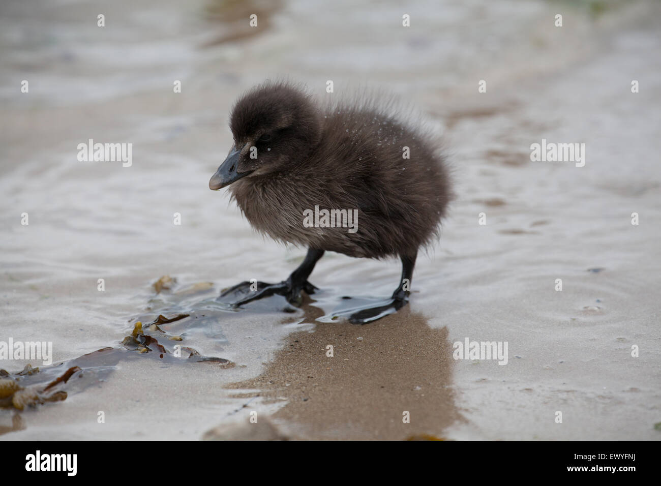 Eider duck chick on Seahouses beach Northumberland England Great ...
