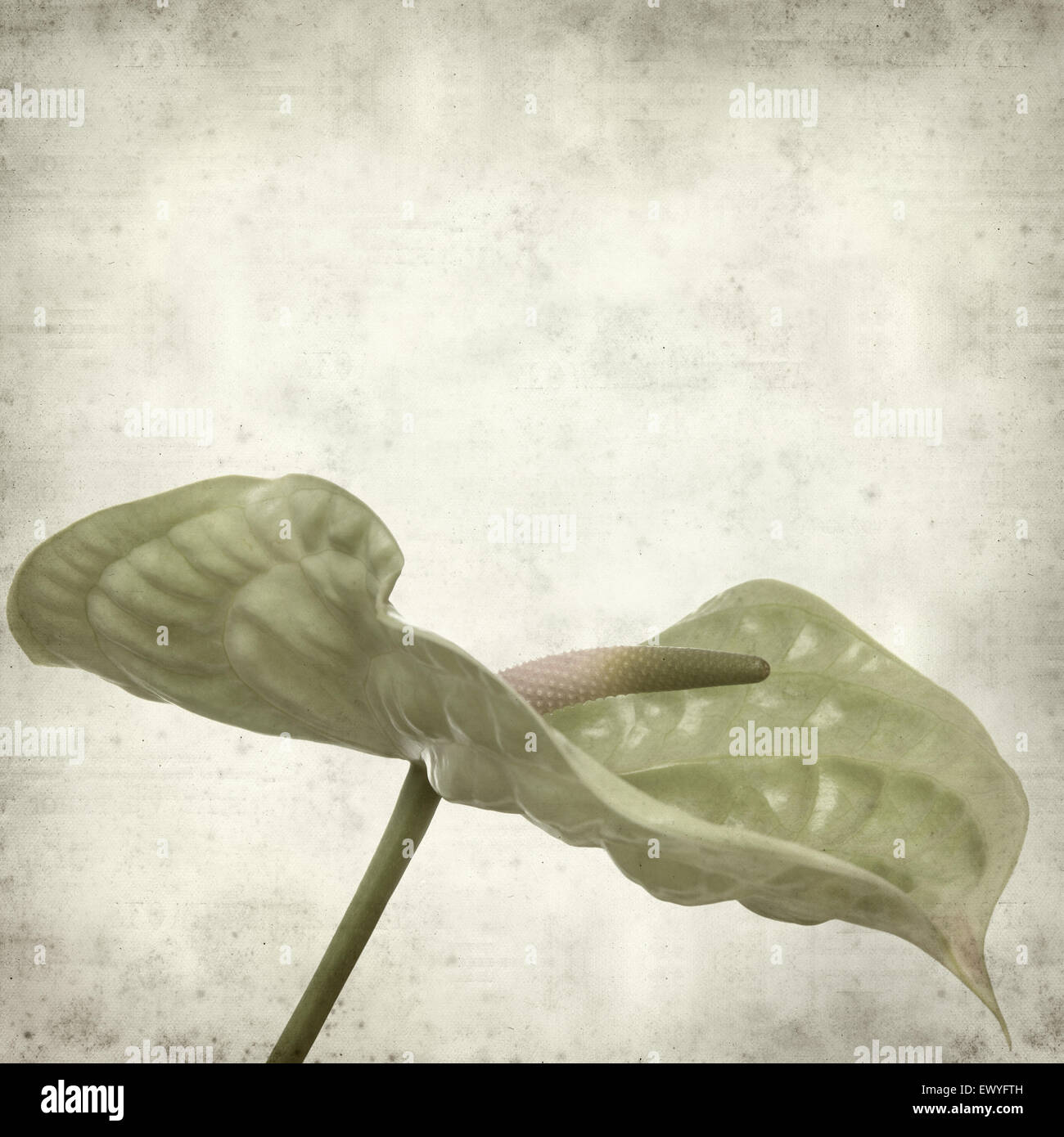 textured old paper background with green Anthurium flower Stock Photo ...