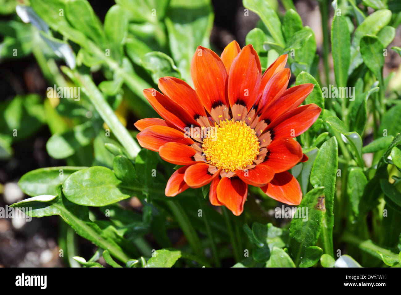 Orange flower in the middle of summer Stock Photo - Alamy