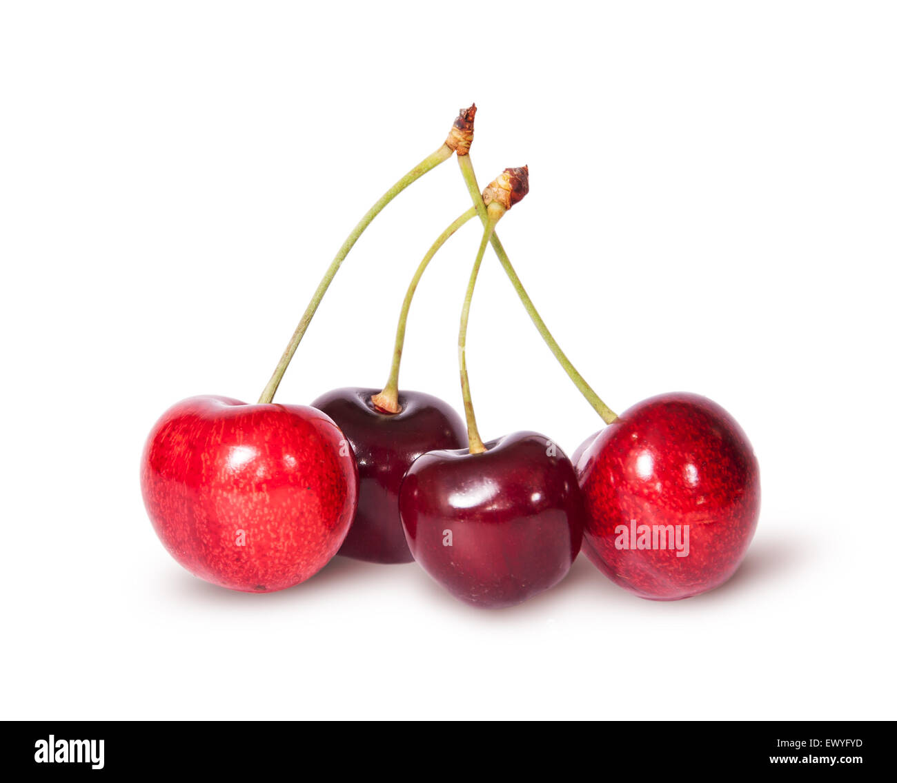 Four red juicy sweet cherries isolated on white background Stock Photo ...