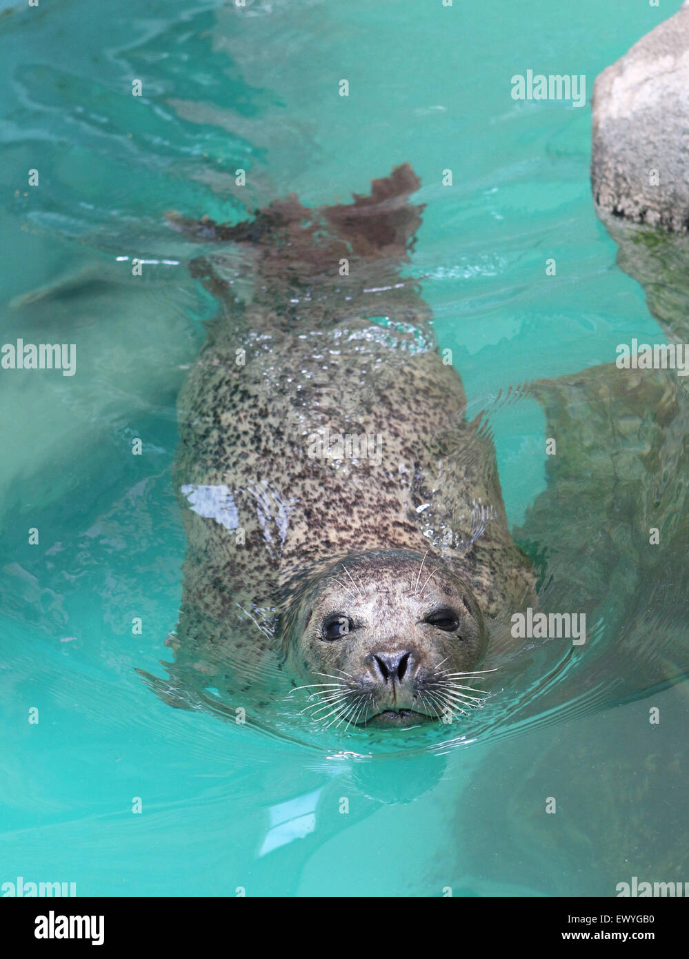 Close up front view of Harbor Seal swimming forward in turquoise blue ...