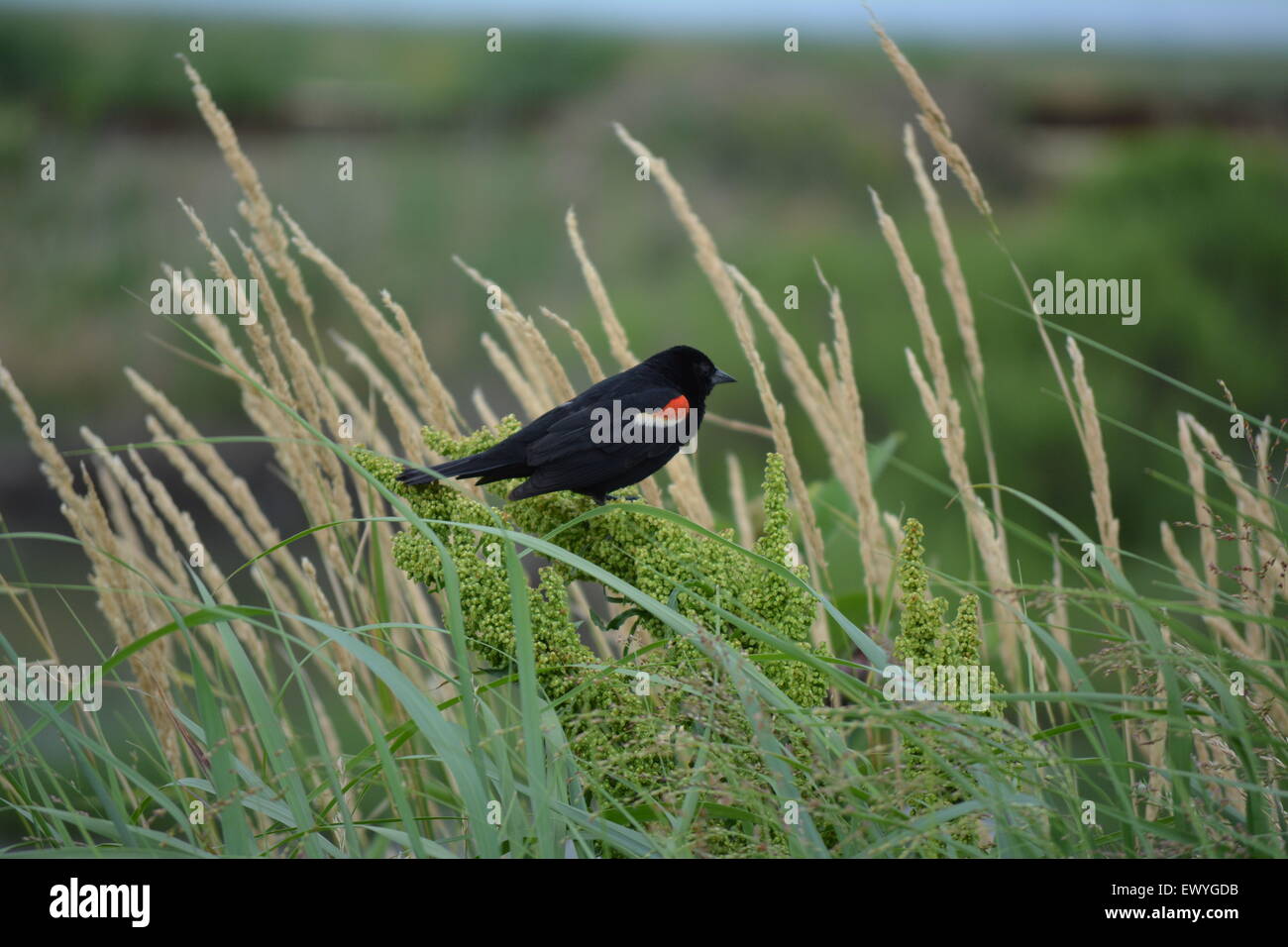 A black red winged bird out in the meadows Stock Photo - Alamy