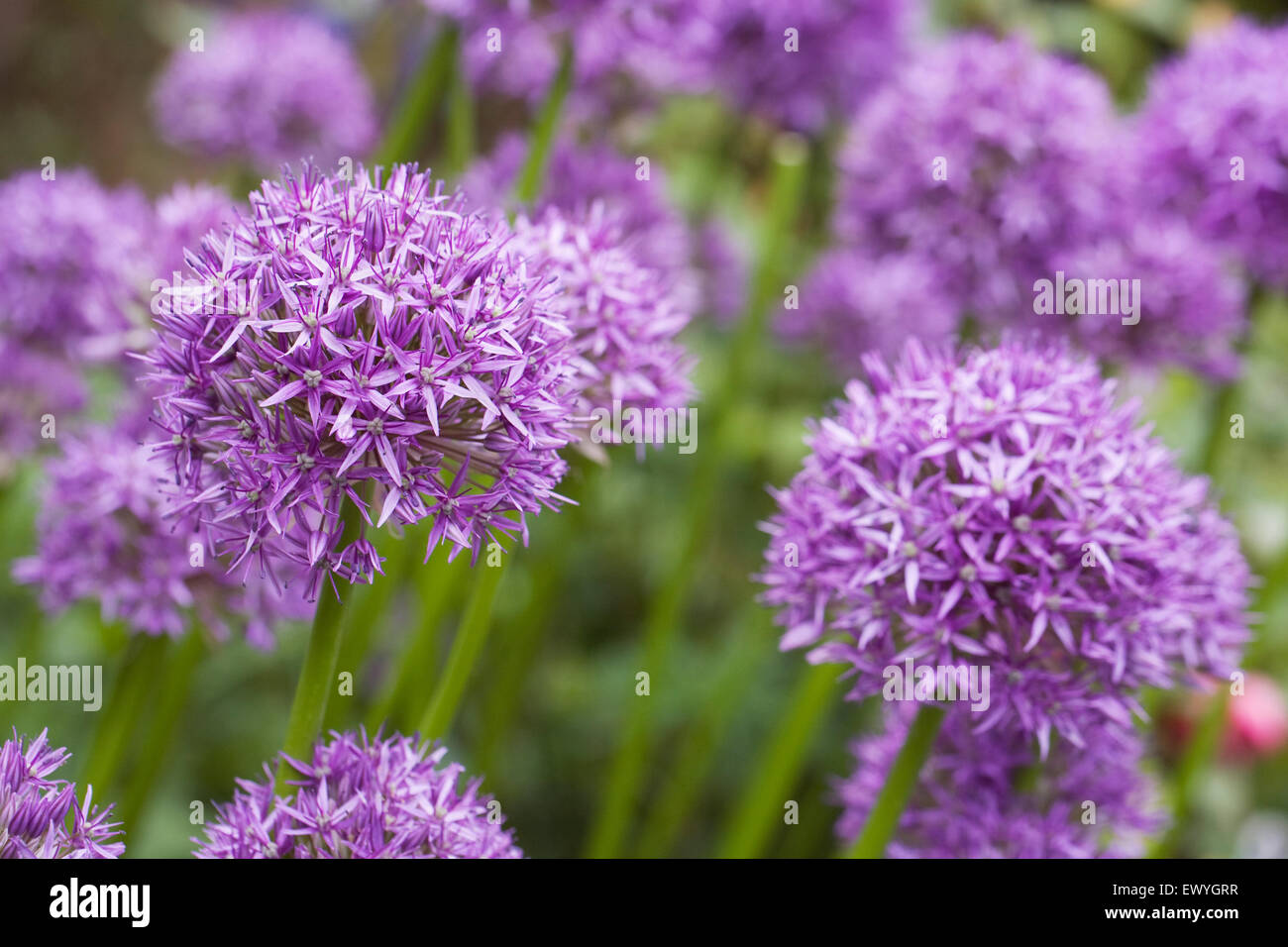 Allium Border High Resolution Stock Photography and Images - Alamy