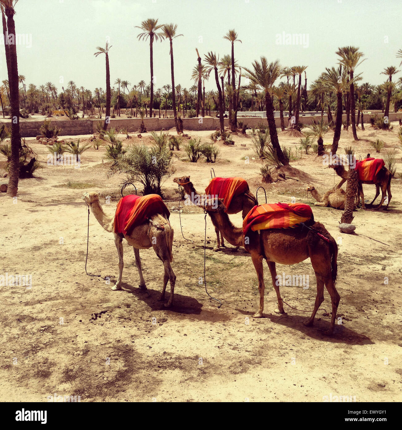 Five camels hi-res stock photography and images - Alamy