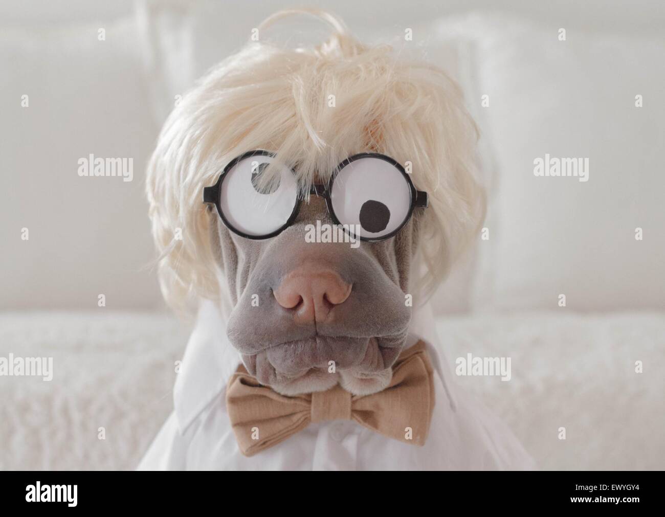 Professor dog hi-res stock photography and images - Alamy