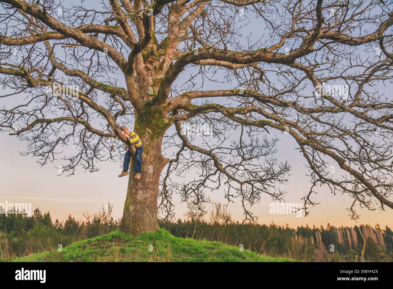 Boy sitting in a tree on a hill watching the sunset Stock Photo - Alamy