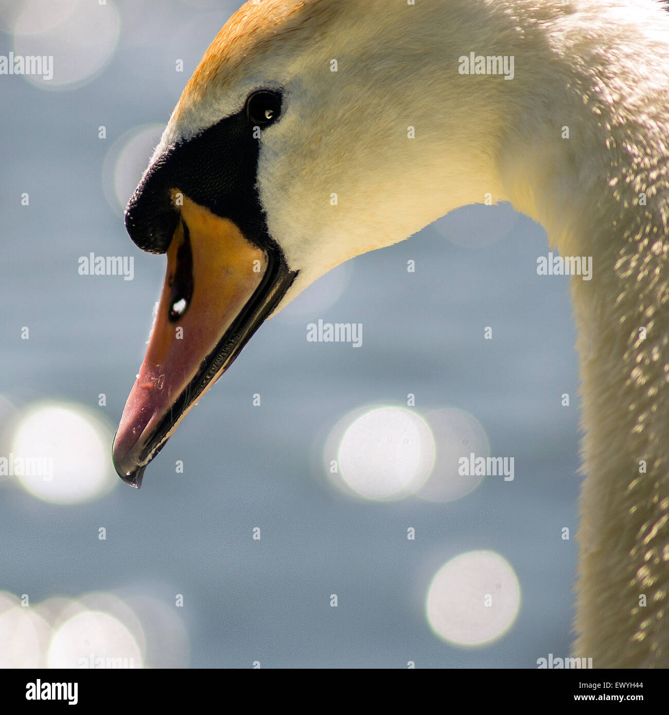 Portrait of a swan hi-res stock photography and images - Alamy
