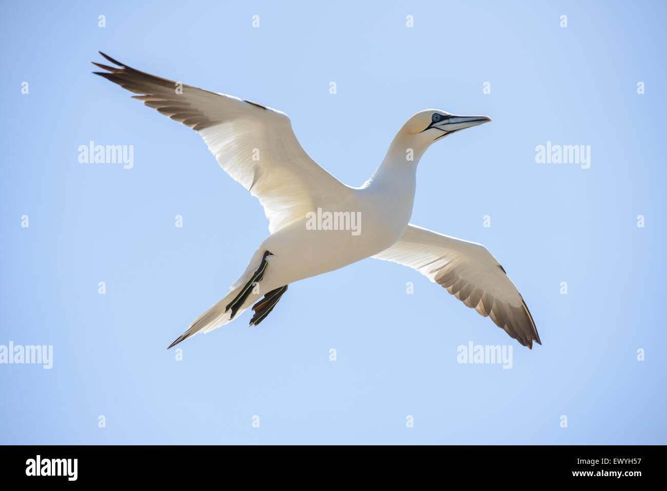 Northern gannet flying in the sky Stock Photo - Alamy
