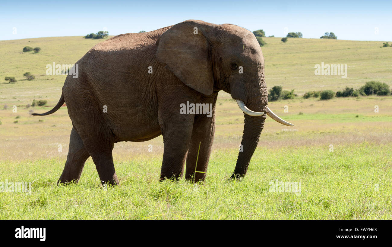 Side view of an elephant, South Africa Stock Photo - Alamy