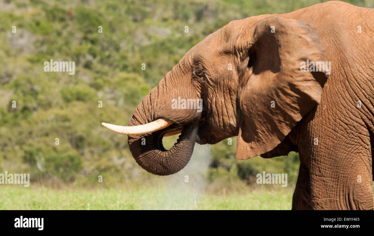 Side view of an elephant, South Africa Stock Photo - Alamy