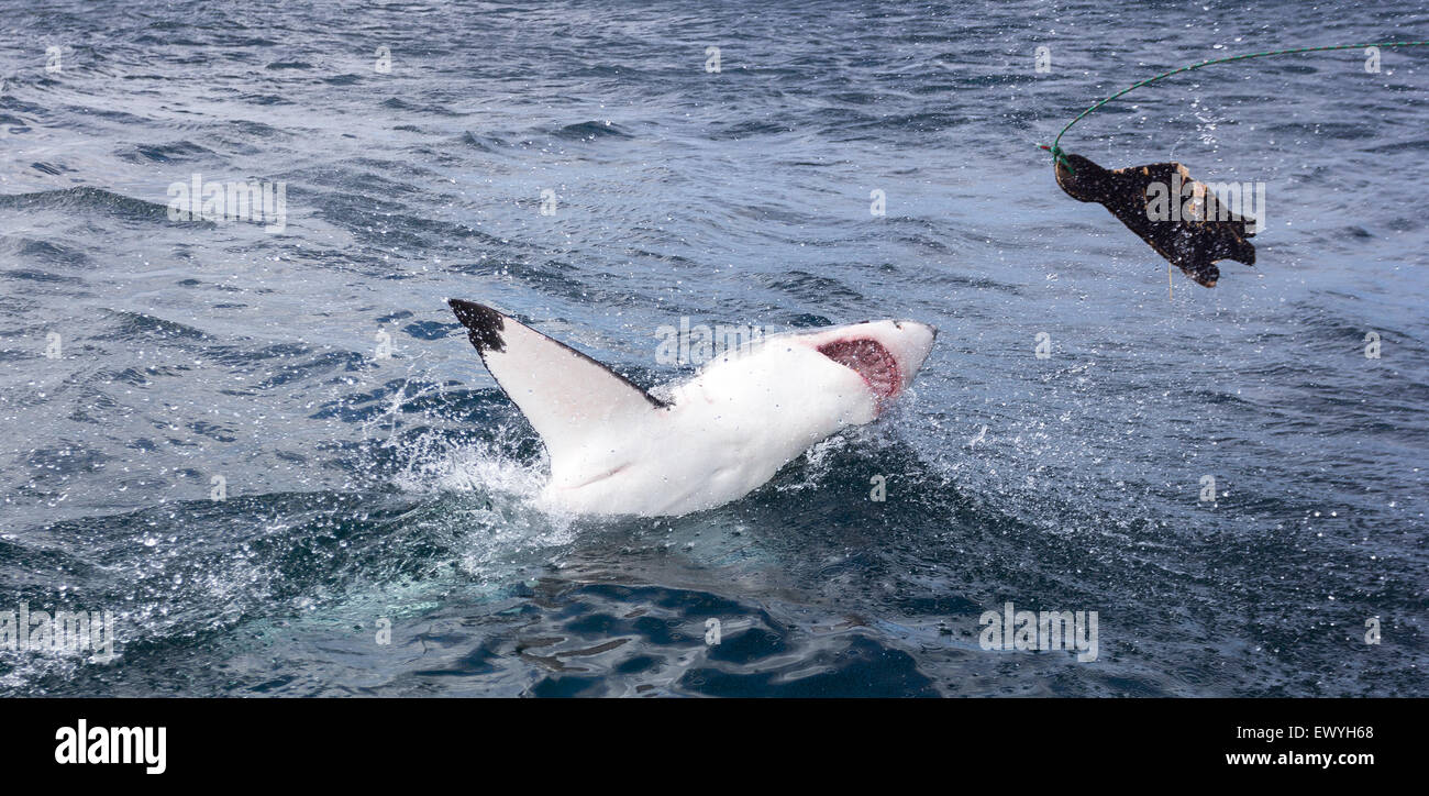 Great white shark side view hi-res stock photography and images - Alamy