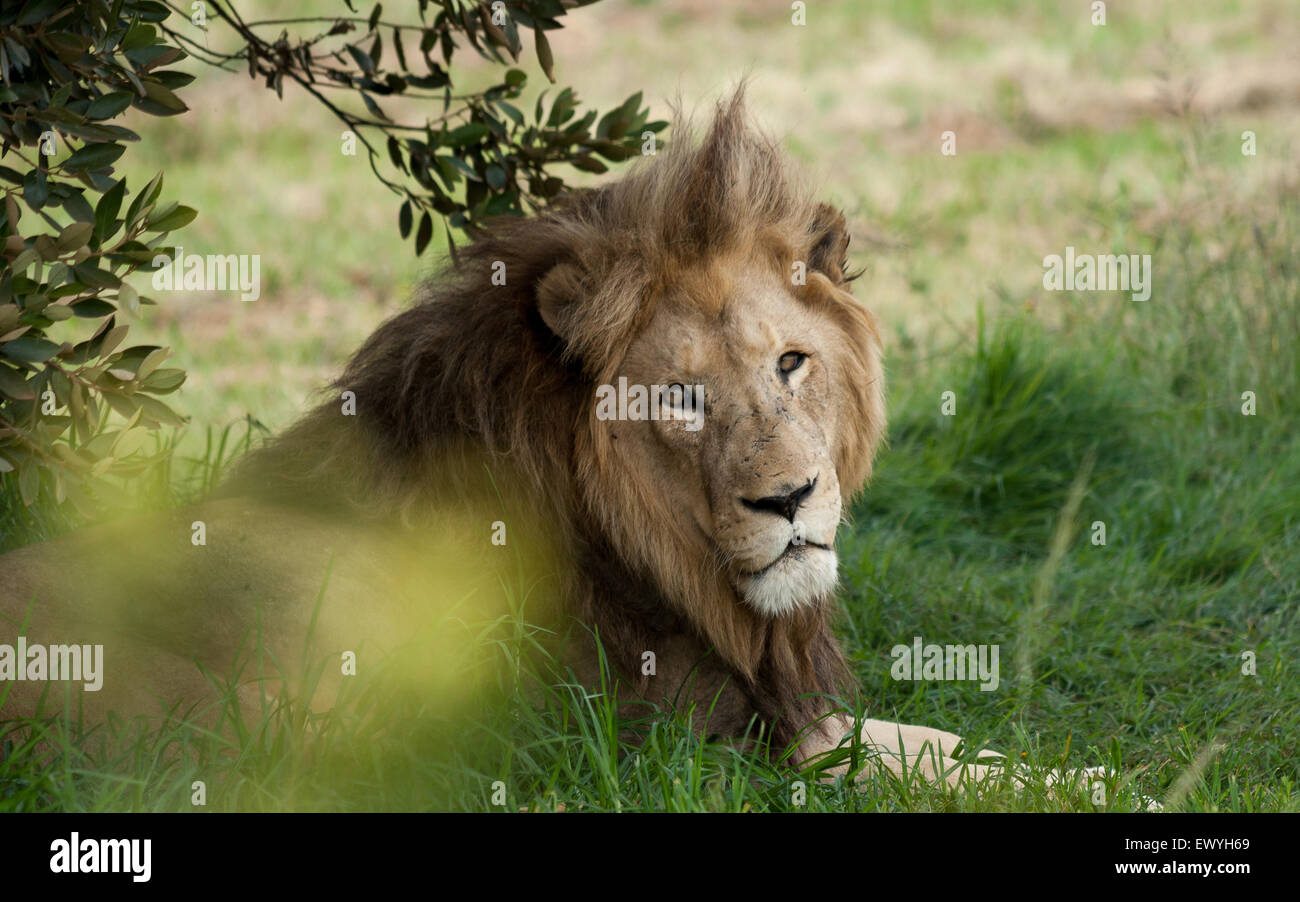 Lion under a tree hi-res stock photography and images - Alamy