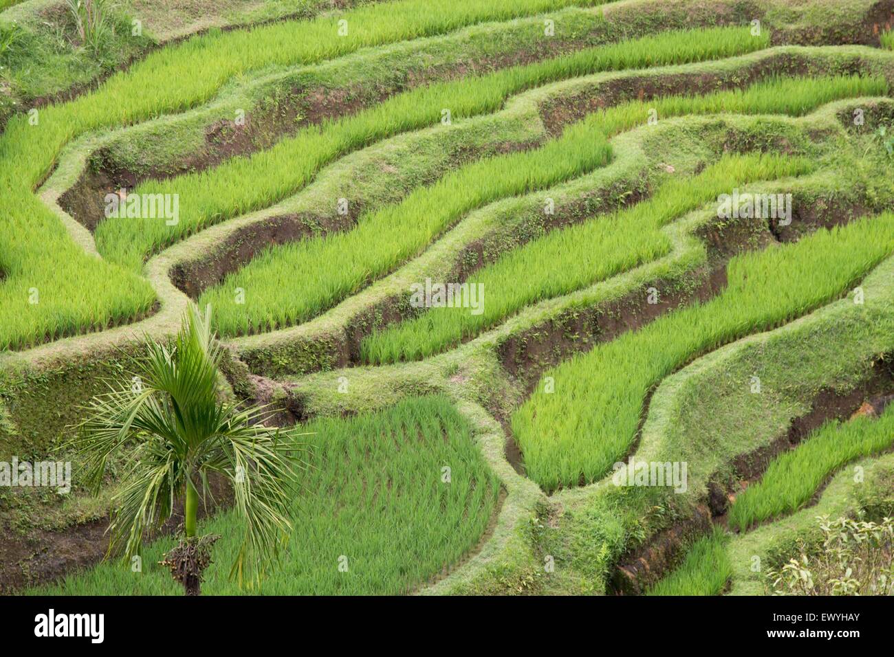 Close-up of a Rice Terrace, Bali, Indonesia Stock Photo - Alamy