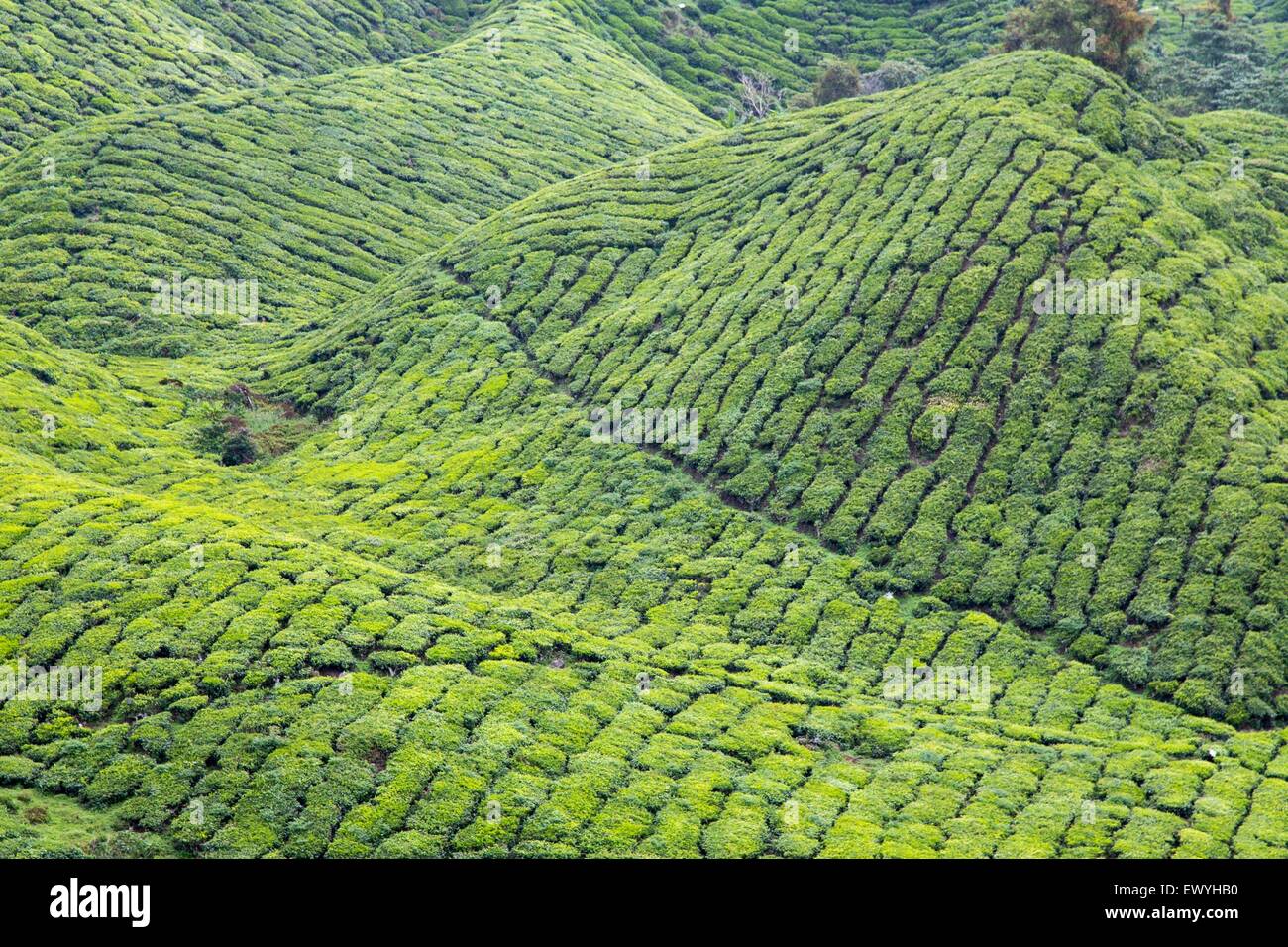 Tea plantation cameron highlands hi-res stock photography and images ...