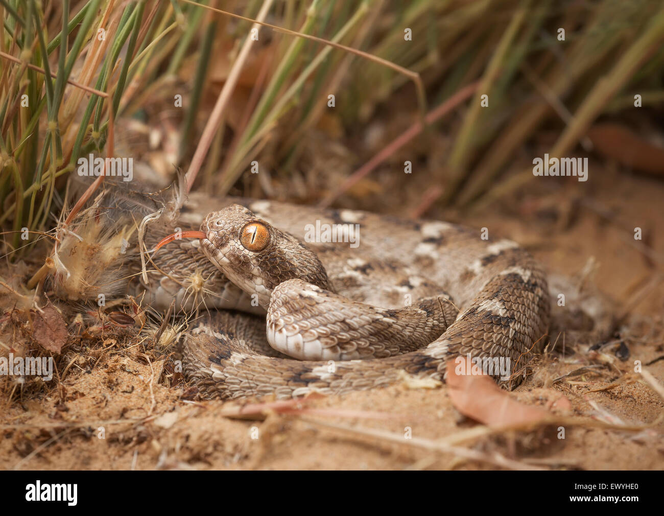 African Saw Scaled Viper