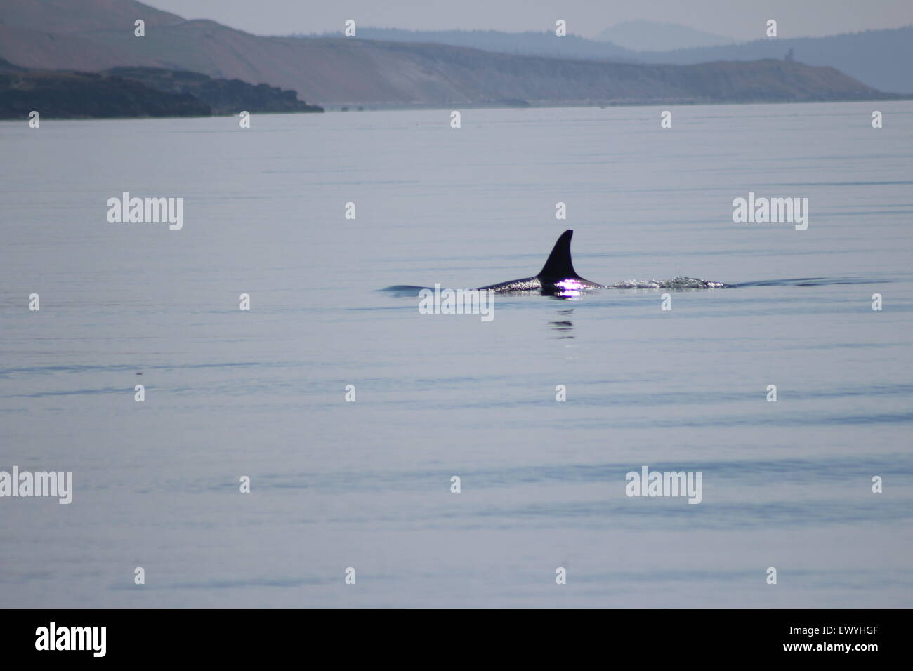 Canada, Scenes, Orca, Boats Stock Photo - Alamy