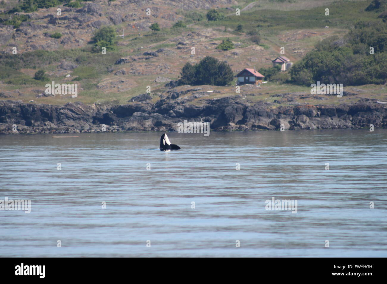 Canada, Scenes, Orca, Boats Stock Photo - Alamy
