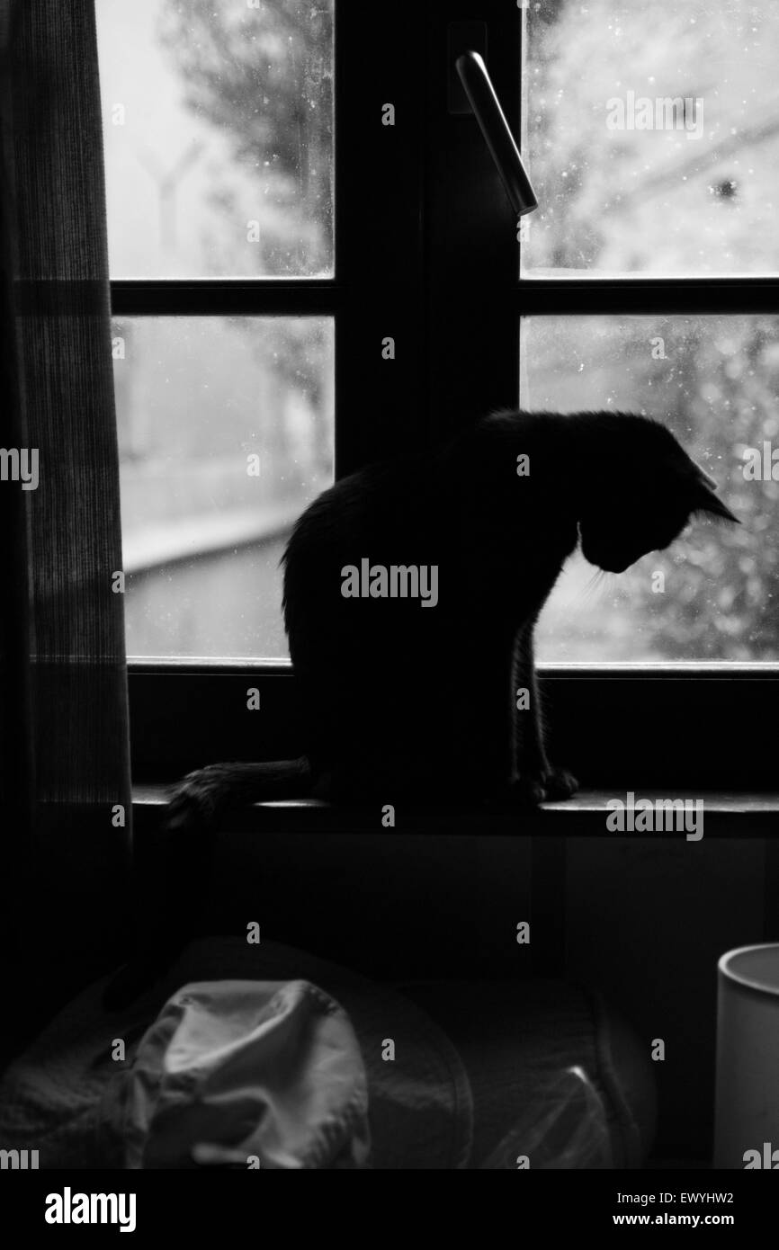 Black cat on a window Stock Photo - Alamy