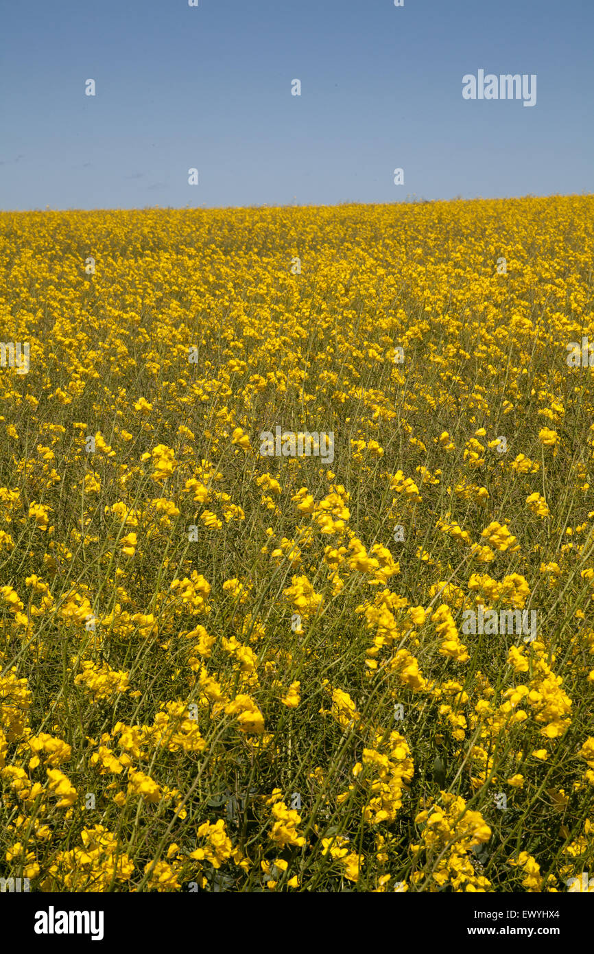 Yellow oil rapeseed hi-res stock photography and images - Alamy