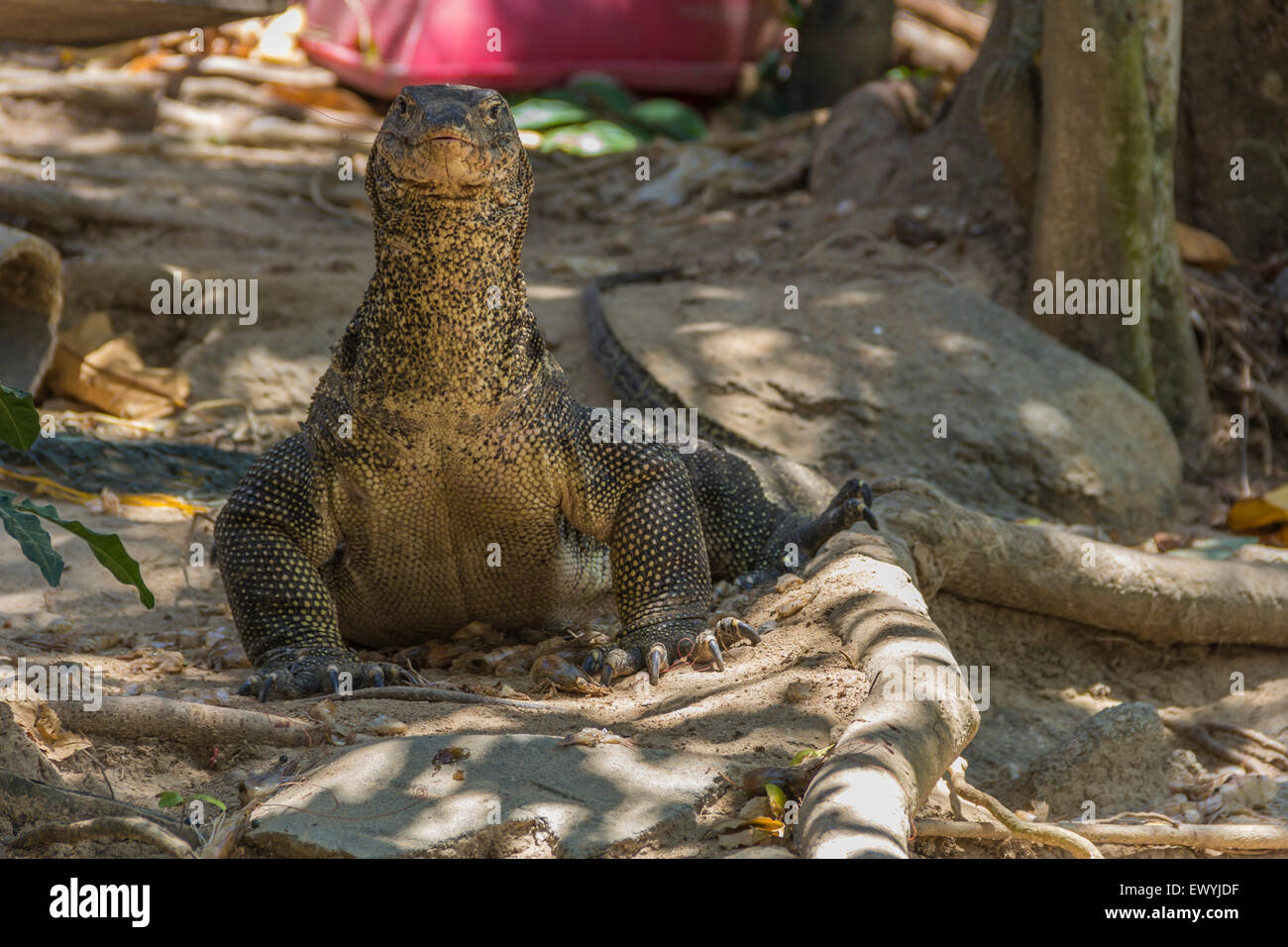 water monitor live habitat where is Racha Island Stock Photo - Alamy