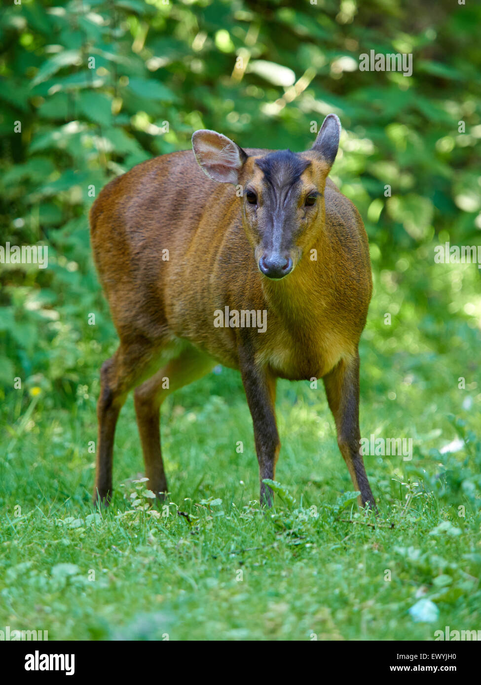 Muntjac deer in woodland Stock Photo - Alamy