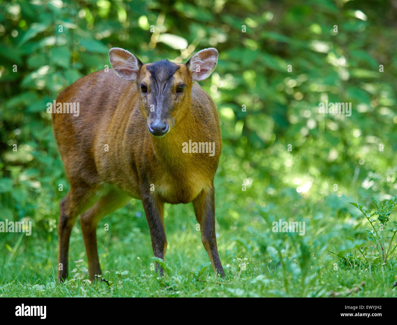 Deer greenery hi-res stock photography and images - Alamy