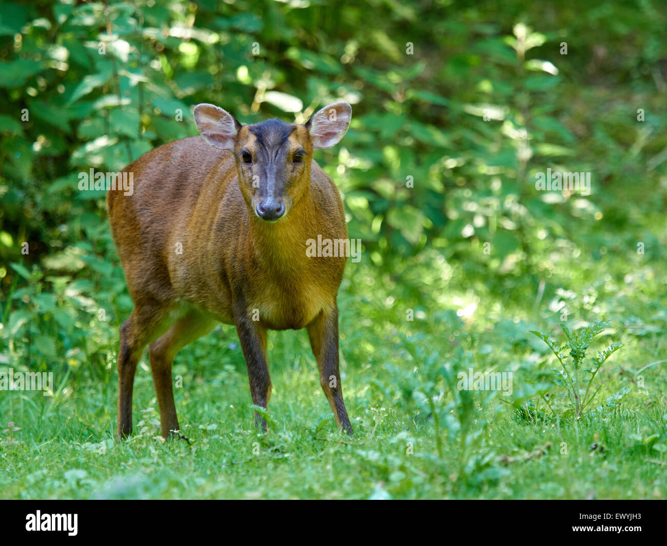 Woodland animal hi-res stock photography and images - Alamy