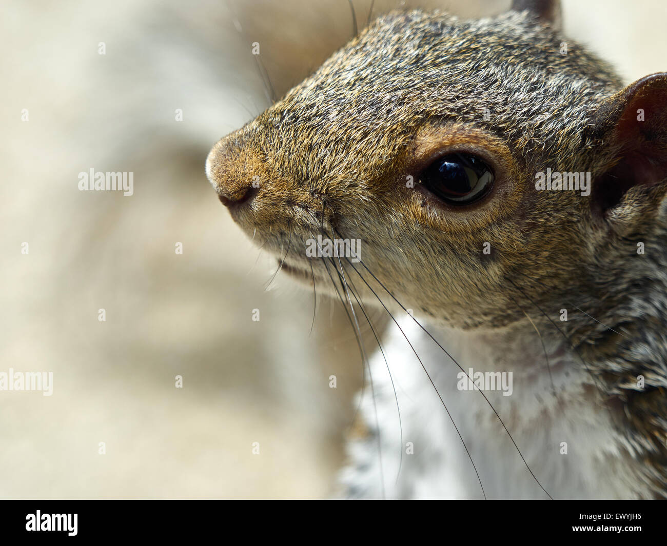 Squirrel Face Close Up High Resolution Stock Photography and Images - Alamy