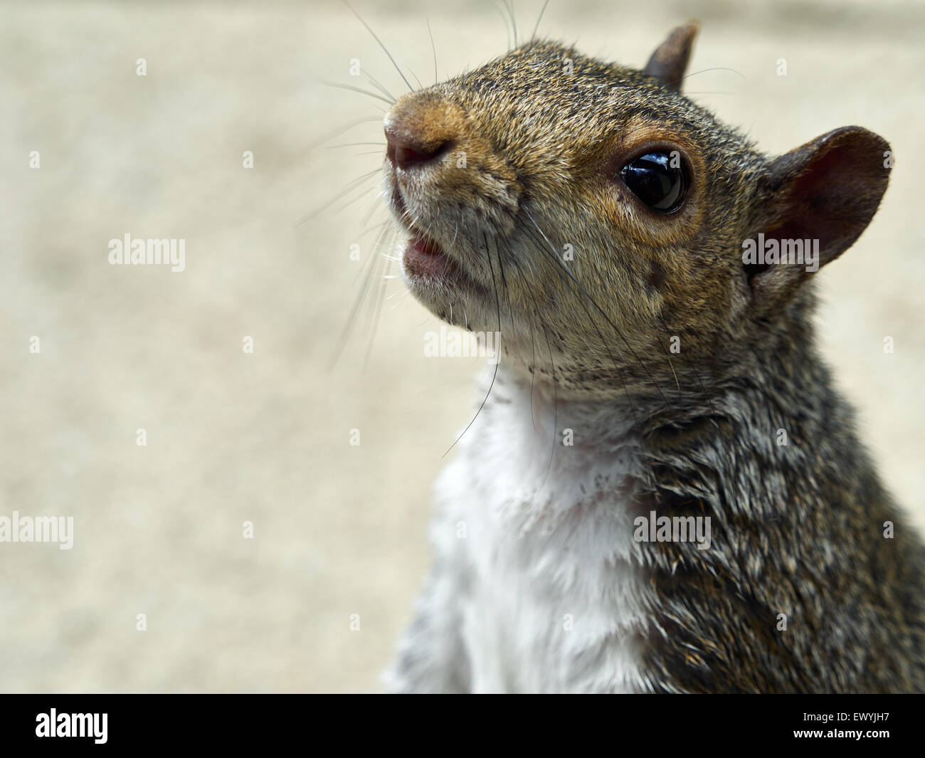 Squirrel Face Close Up High Resolution Stock Photography and Images - Alamy