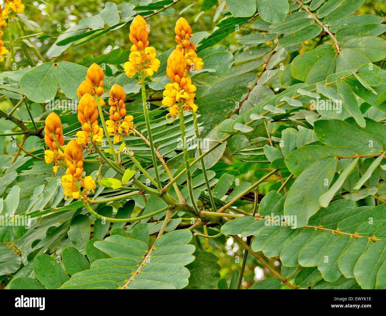 A bush of beautiful yellow flowers which look like crop cobs, in a ...