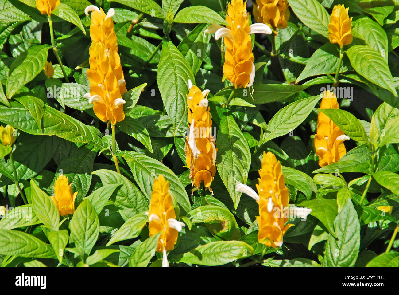A bush of beautiful yellow flowers which look like crop cobs, in a ...