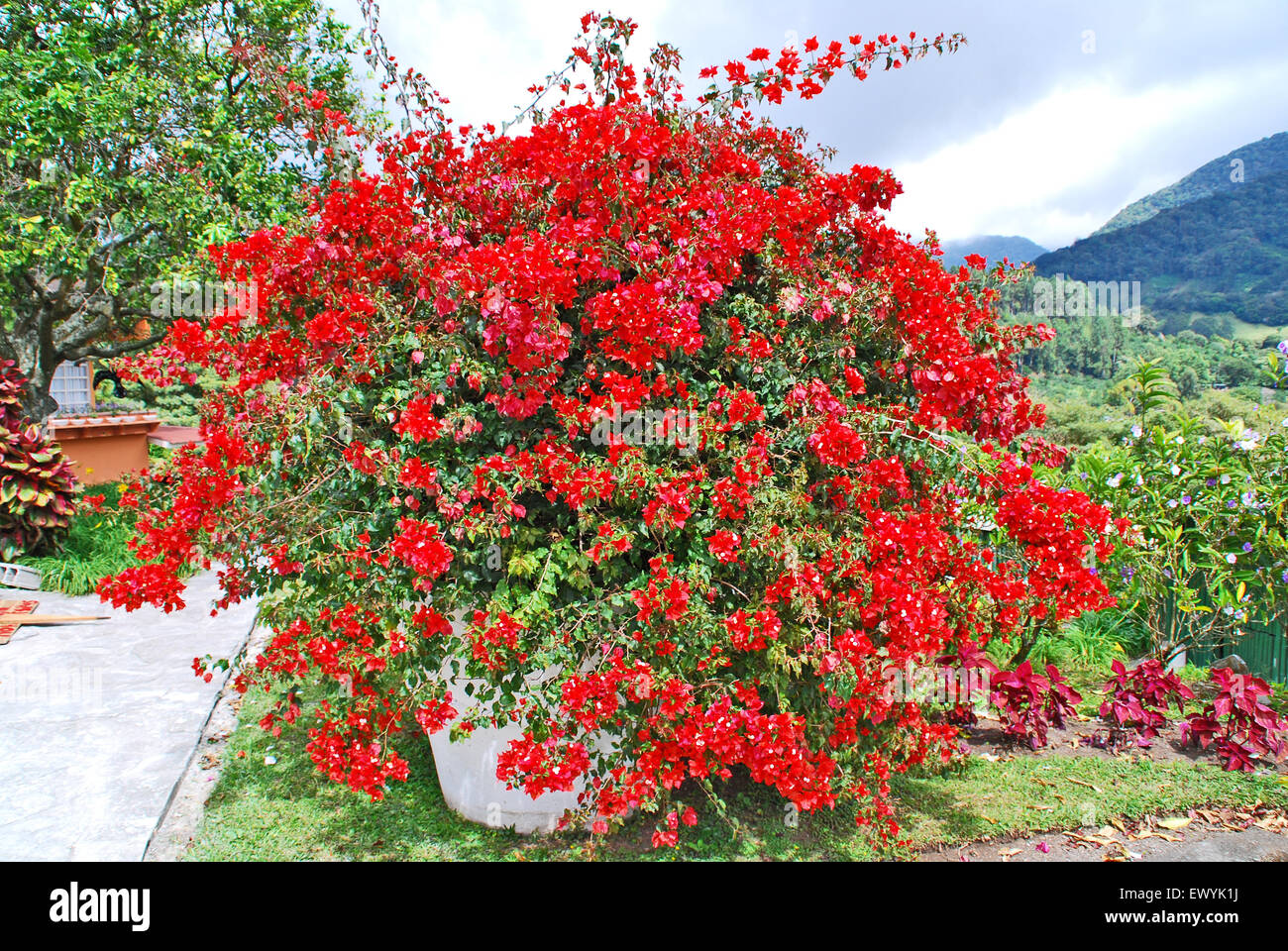 A huge flowerpot with a big bush of red roses in a garden in Boquete ...