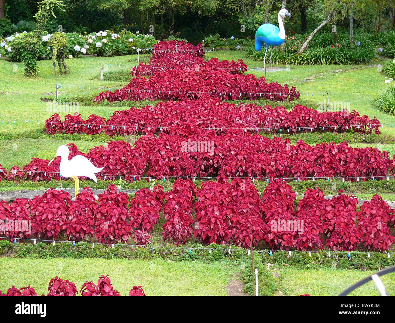 Trees, thick red bushes and sculptures of Flamingos in a flower garden ...