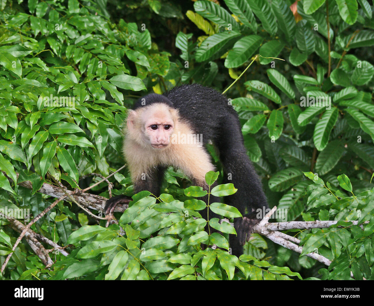 A wild capuchin monkey in a tree in the Panama channel area Stock Photo ...