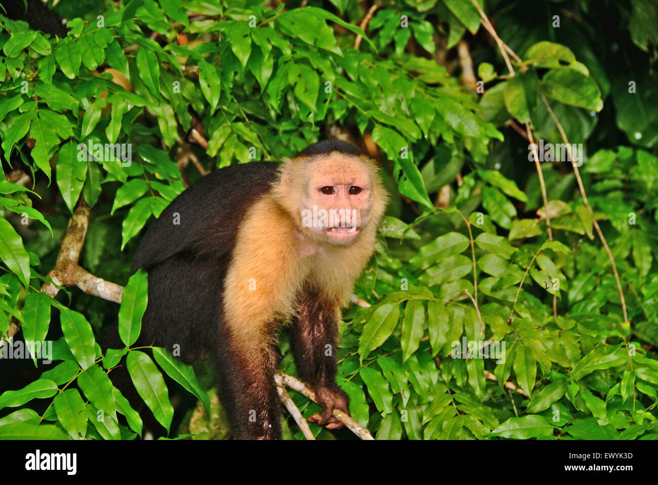 A wild capuchin monkey in a tree in the Panama channel area Stock Photo ...
