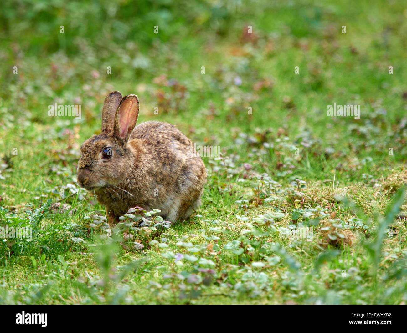 Grassland critters hi-res stock photography and images - Alamy