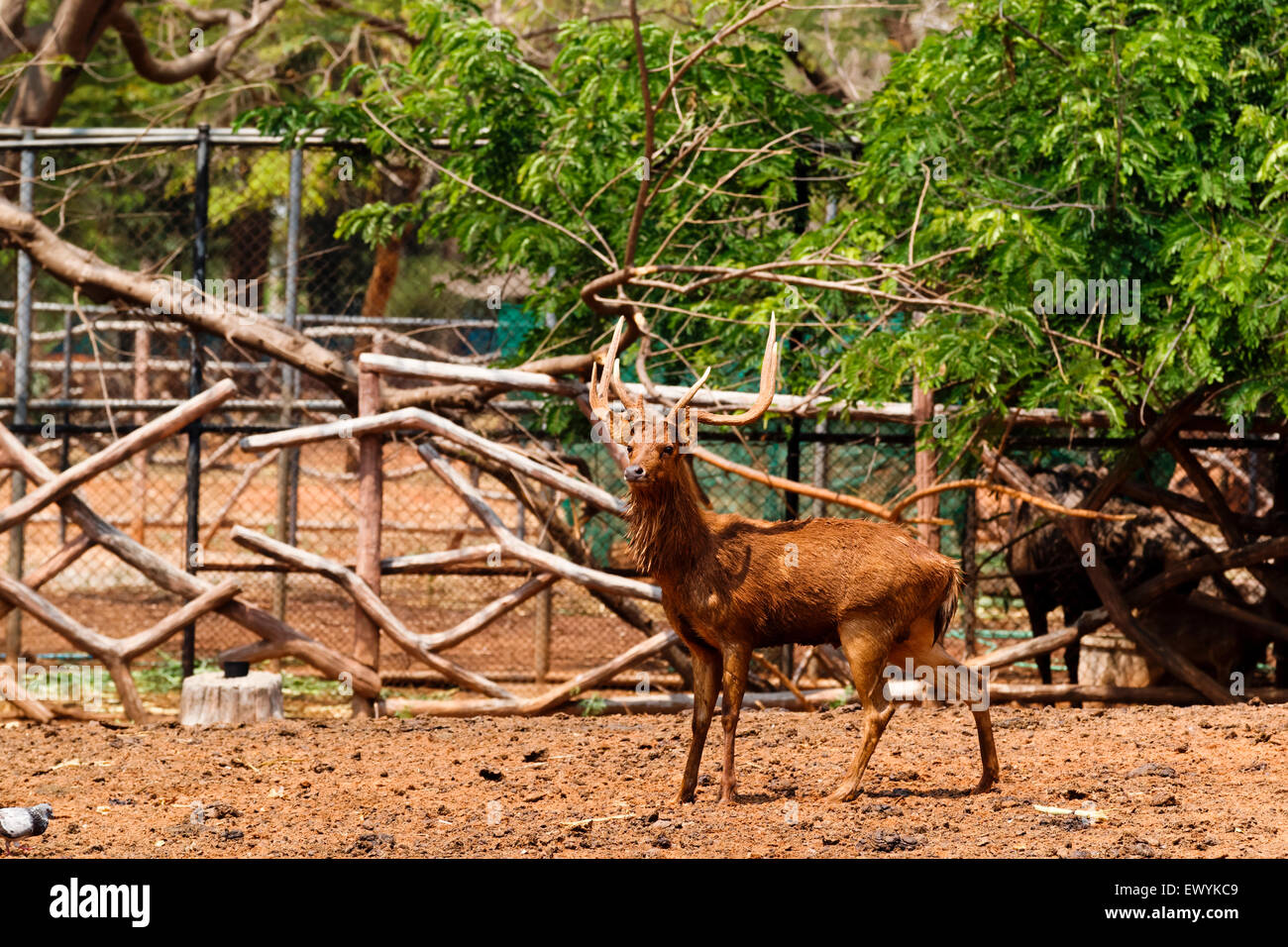 Deer in the zoo Stock Photo - Alamy