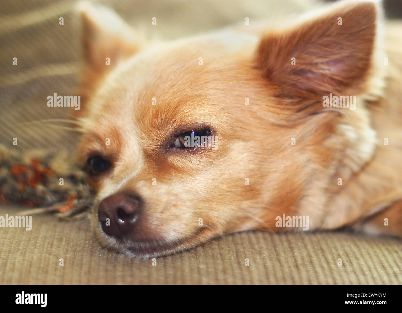 Small dog napping hi-res stock photography and images - Alamy