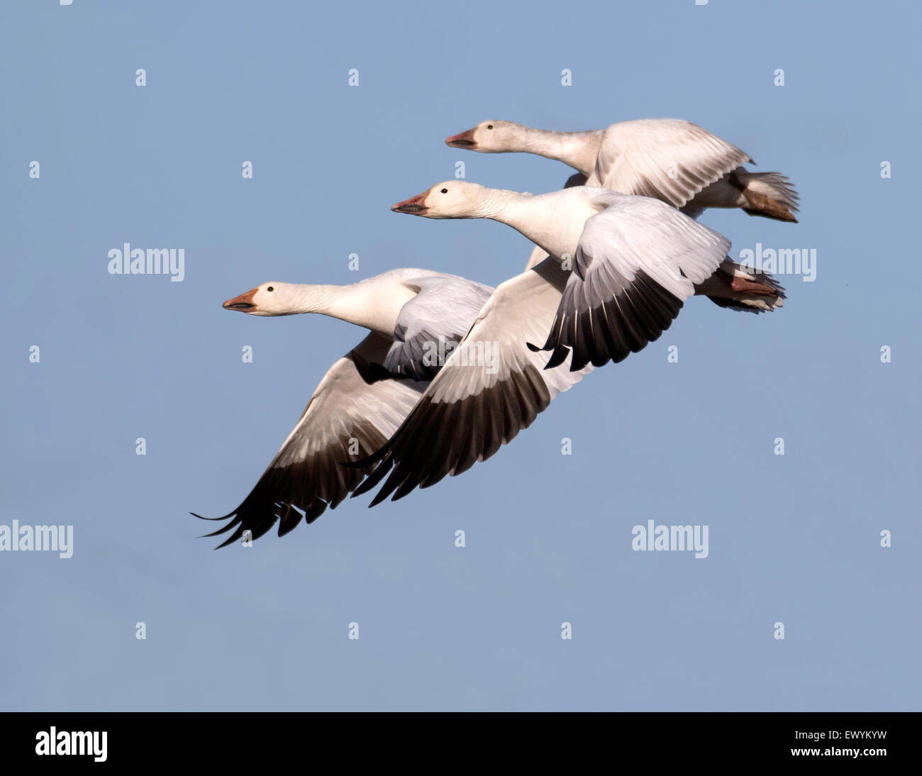 Three Snow Geese flying together Stock Photo - Alamy