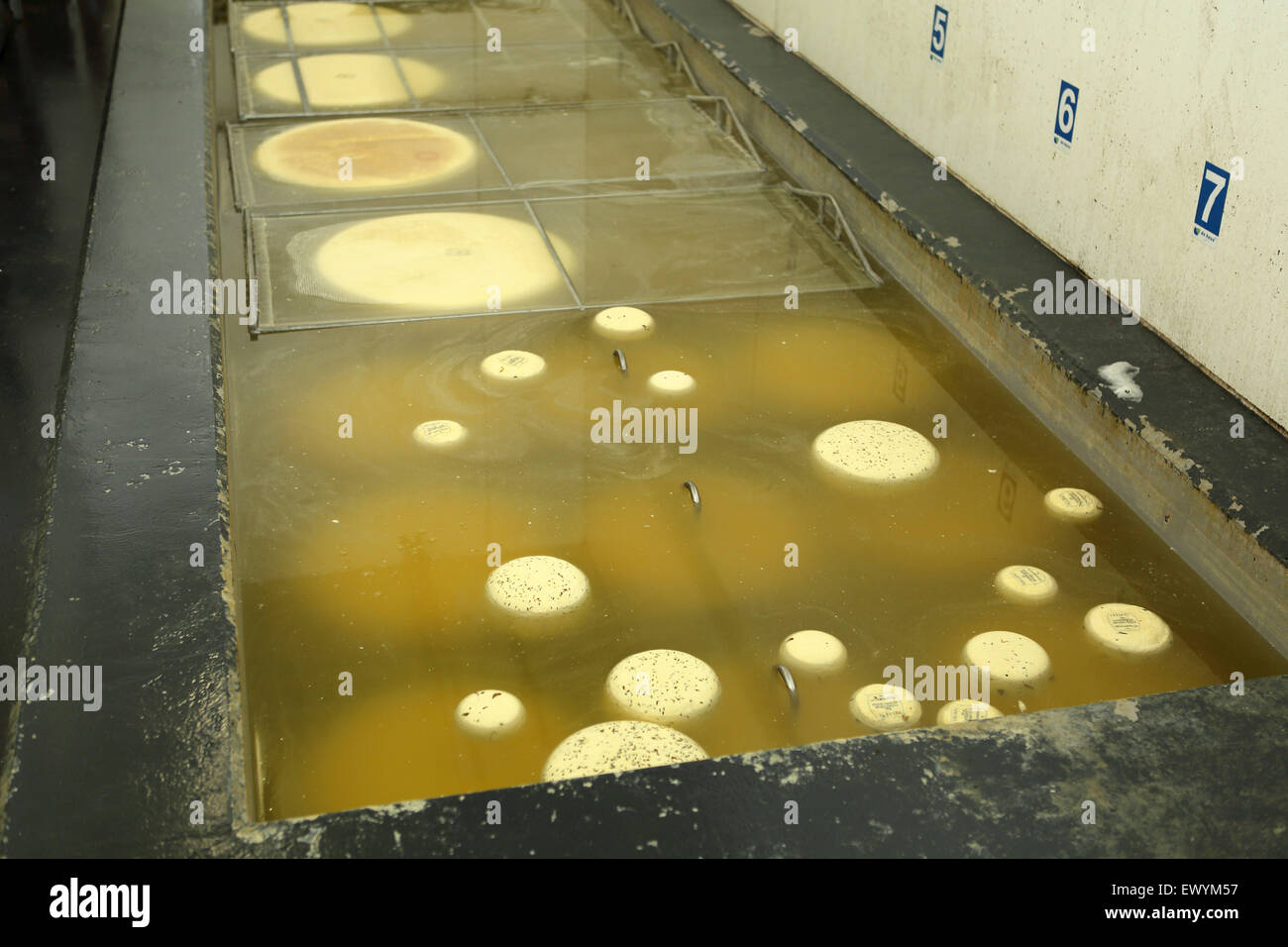 Cheese is a saline bath at Schep dairy farm in Gouda, the Netherlands ...