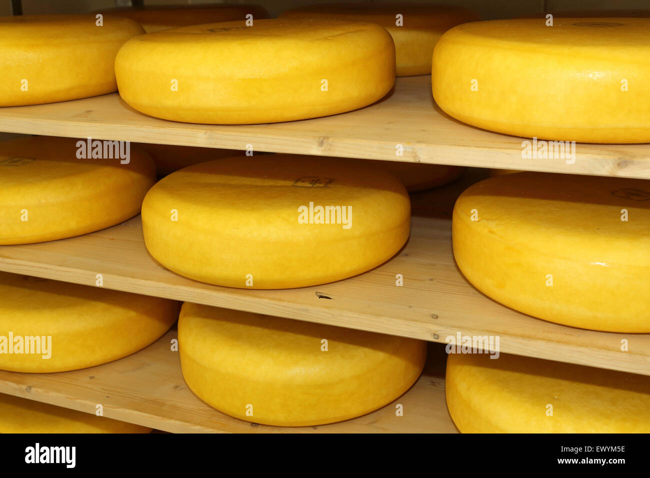 Freshly made cheeses at Schep dairy farm in Gouda, the Netherlands. The ...
