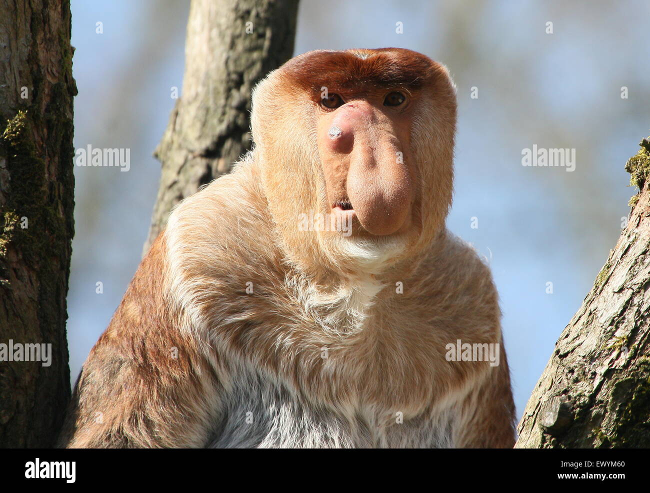 Proboscis monkey mono narigudo hi-res stock photography and images - Alamy