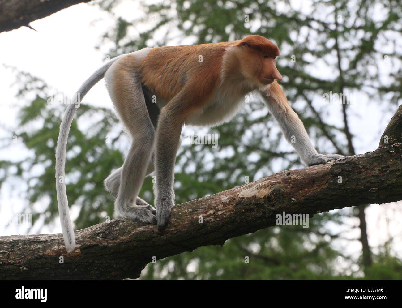Young male Southeast Asian Proboscis or long nosed monkey (Nasalis ...