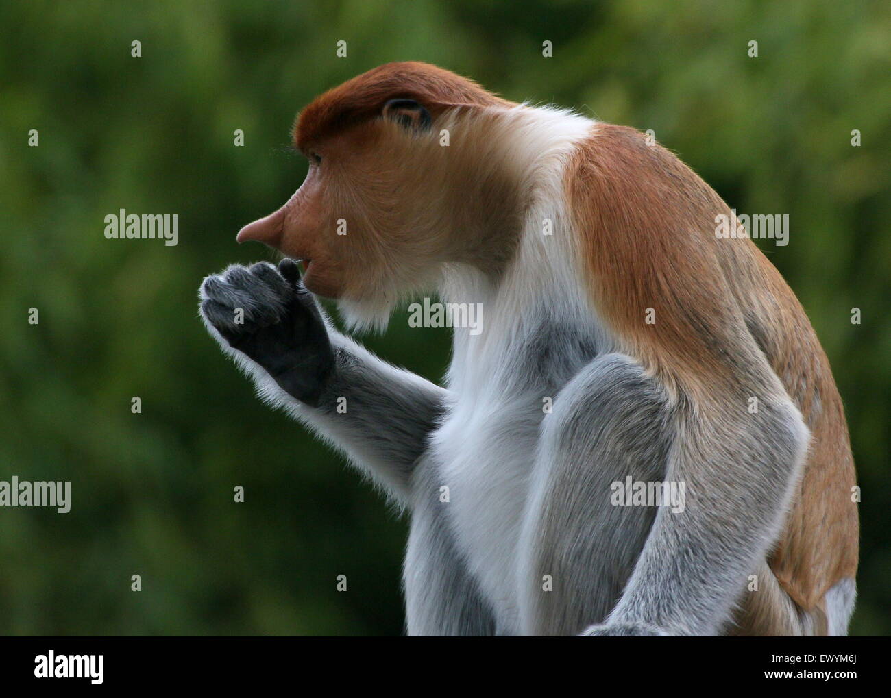 Proboscis monkey immature hi-res stock photography and images - Alamy