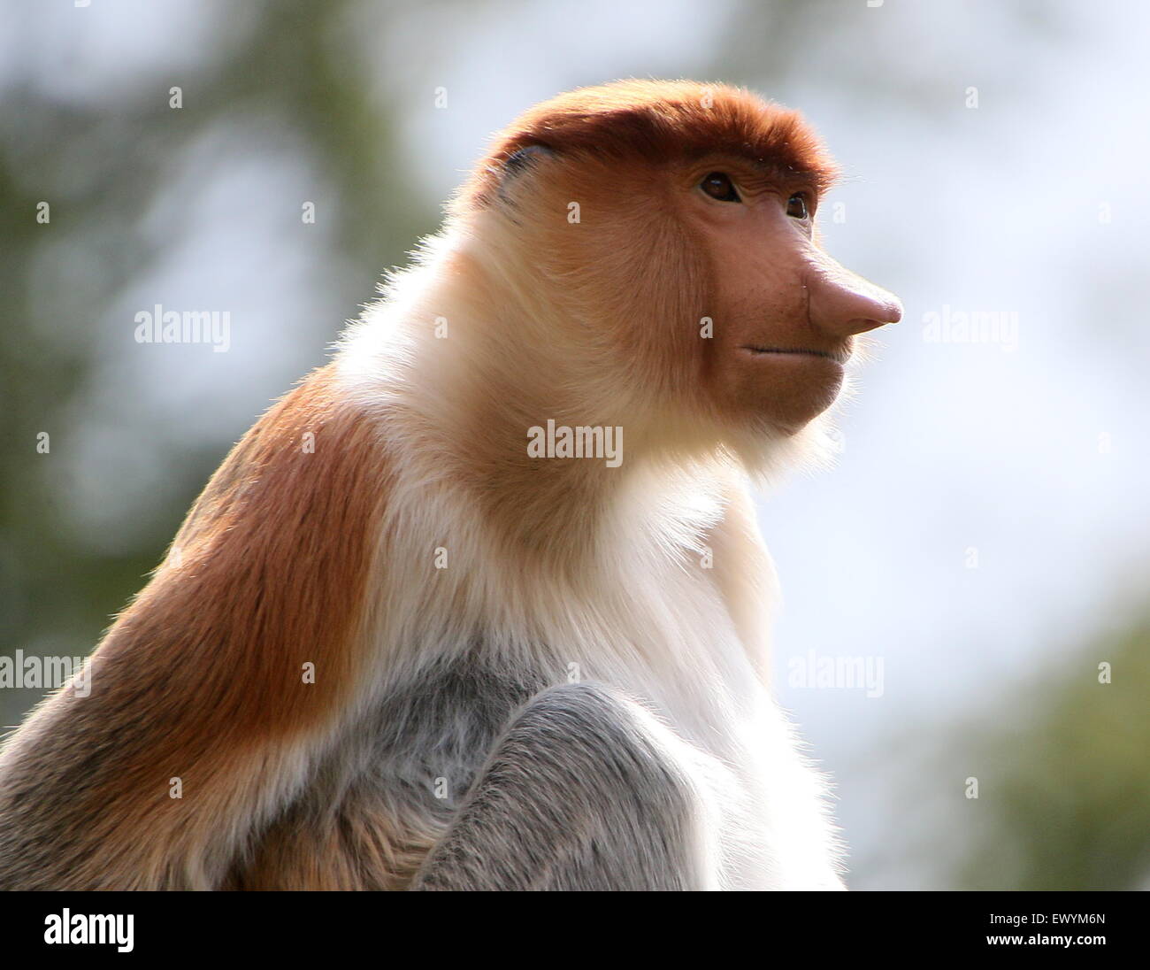 Colobine High Resolution Stock Photography and Images - Alamy
