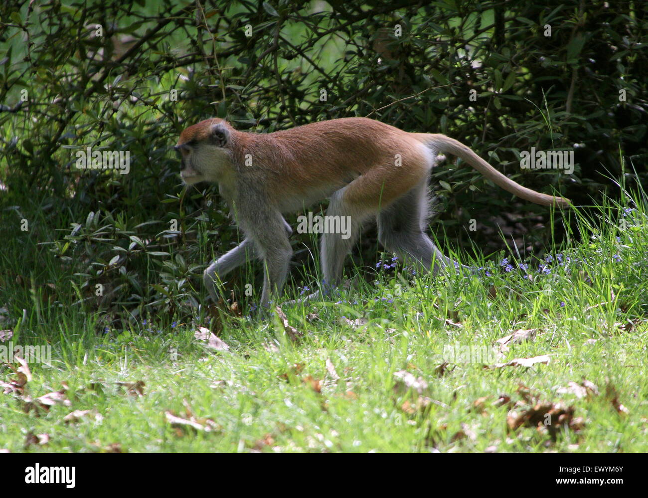 African ground-dwelling Patas monkey or Wadi monkey (Erythrocebus patas ...