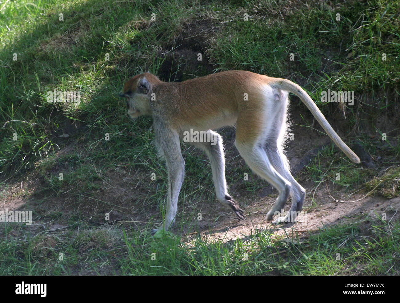 African ground-dwelling Patas monkey or Wadi monkey (Erythrocebus patas ...