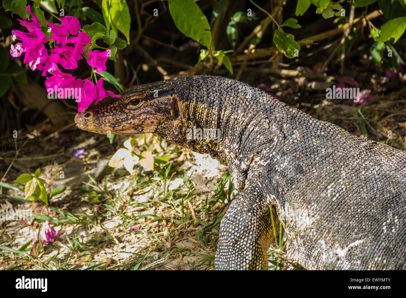 water monitor live habitat where is Racha Island Stock Photo - Alamy